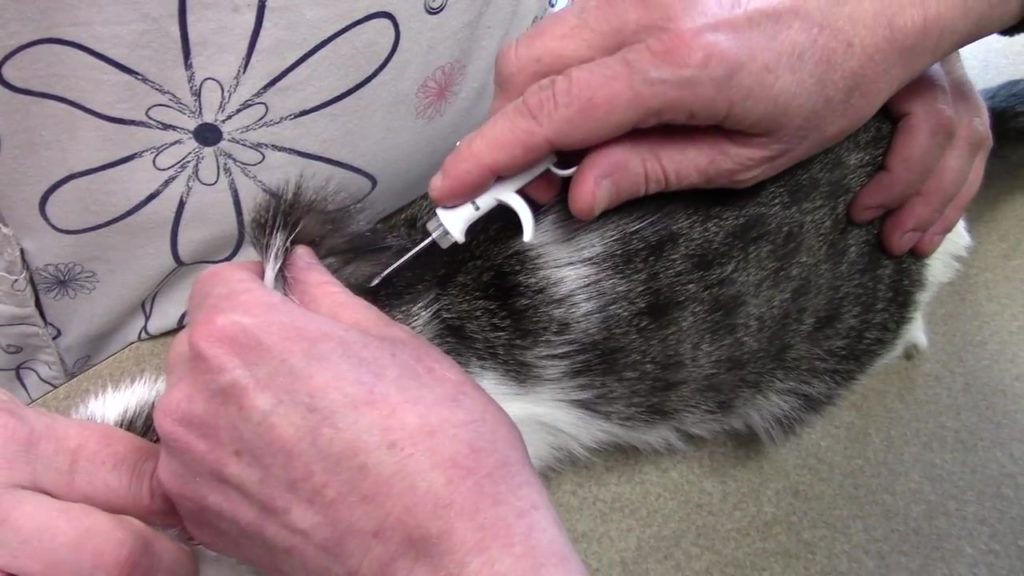 Microchip Certificate - PetLink