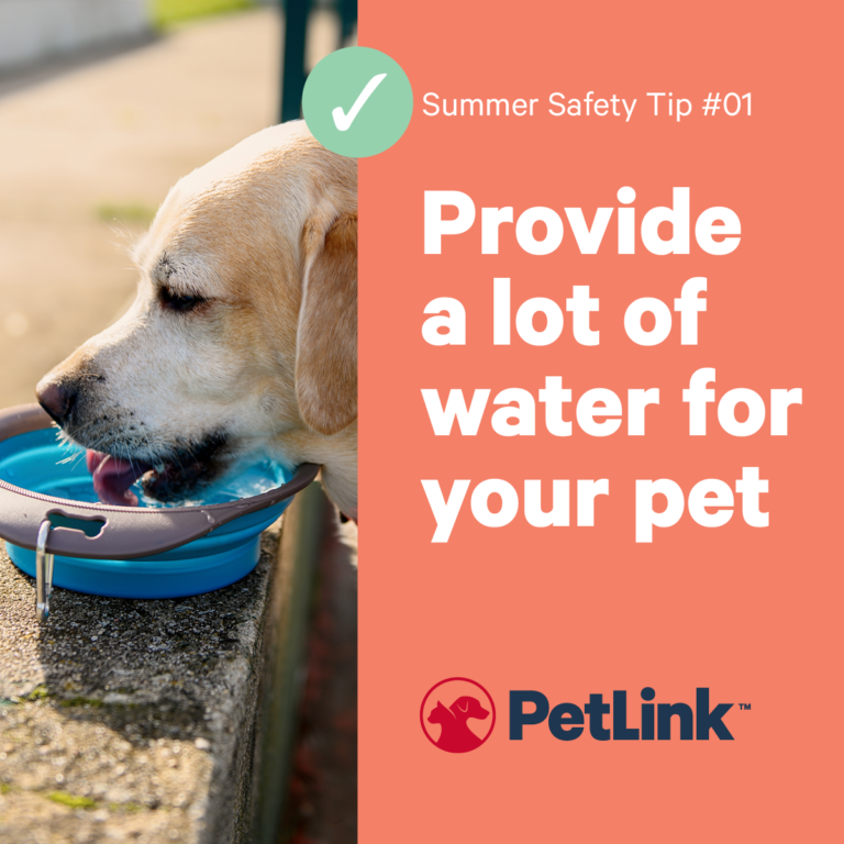 Summer Safety Tips Archives - PetLink