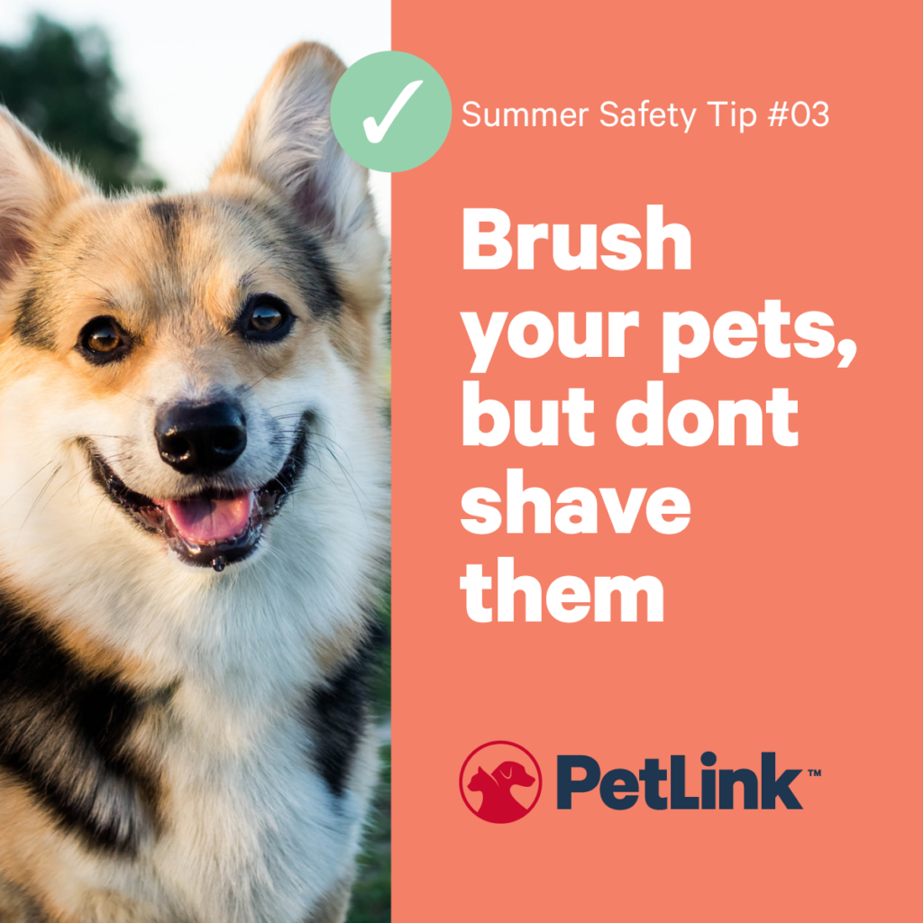 Summer Safety Tips Archives - PetLink