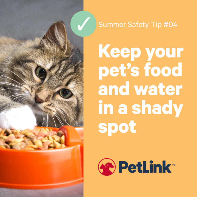 Summer Safety Tips Archives - PetLink