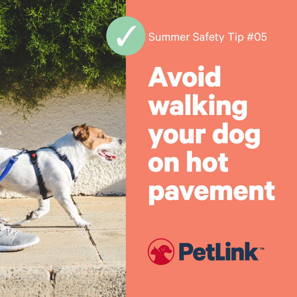 Summer Safety Tips Archives - PetLink