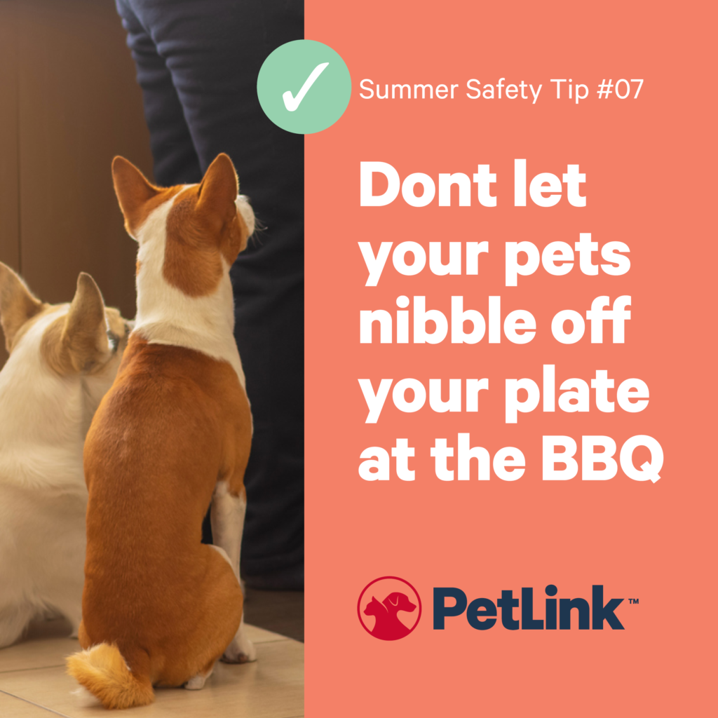 Summer Safety Tips Archives - PetLink